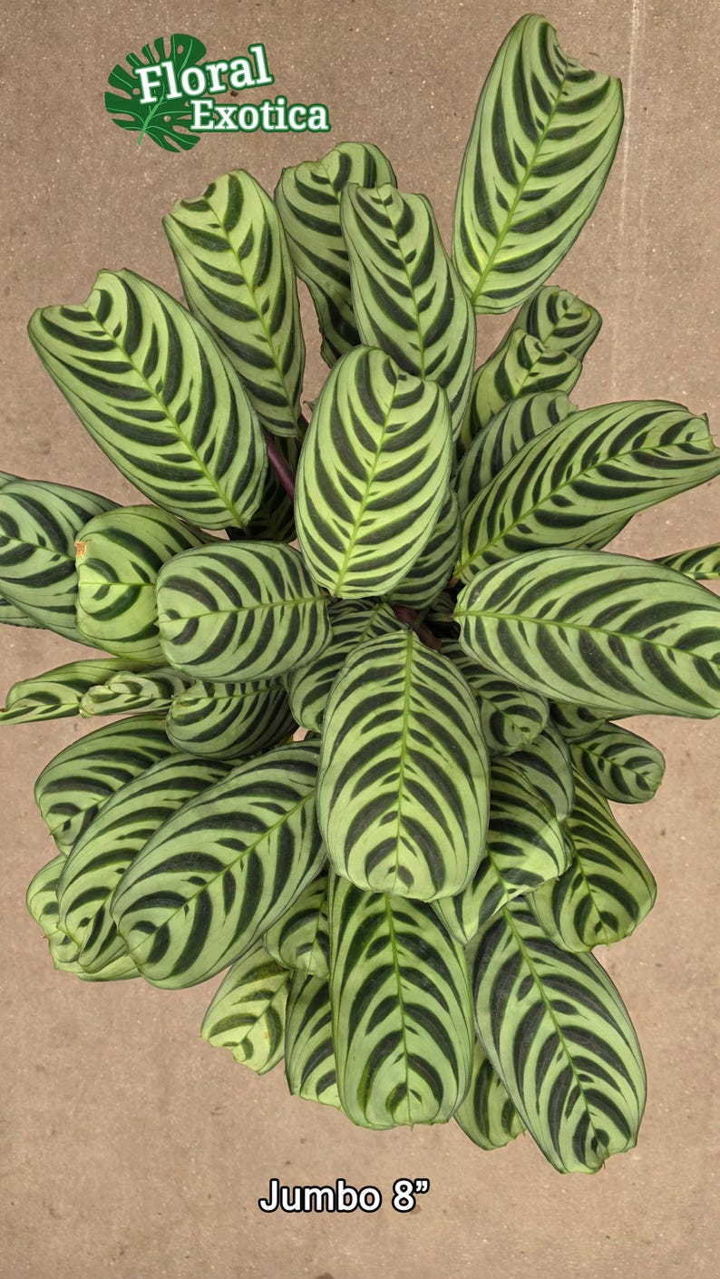 Calathea Burle Marx – Compact Blue Prayer Plant, Easy to Grow - Etsy