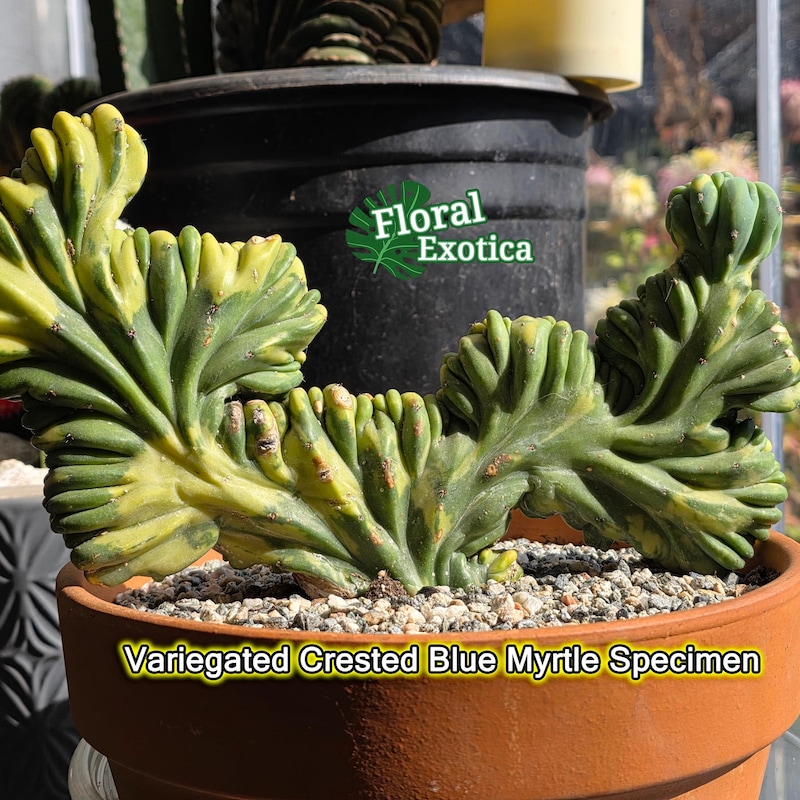 Blue Crested Cactus - Etsy