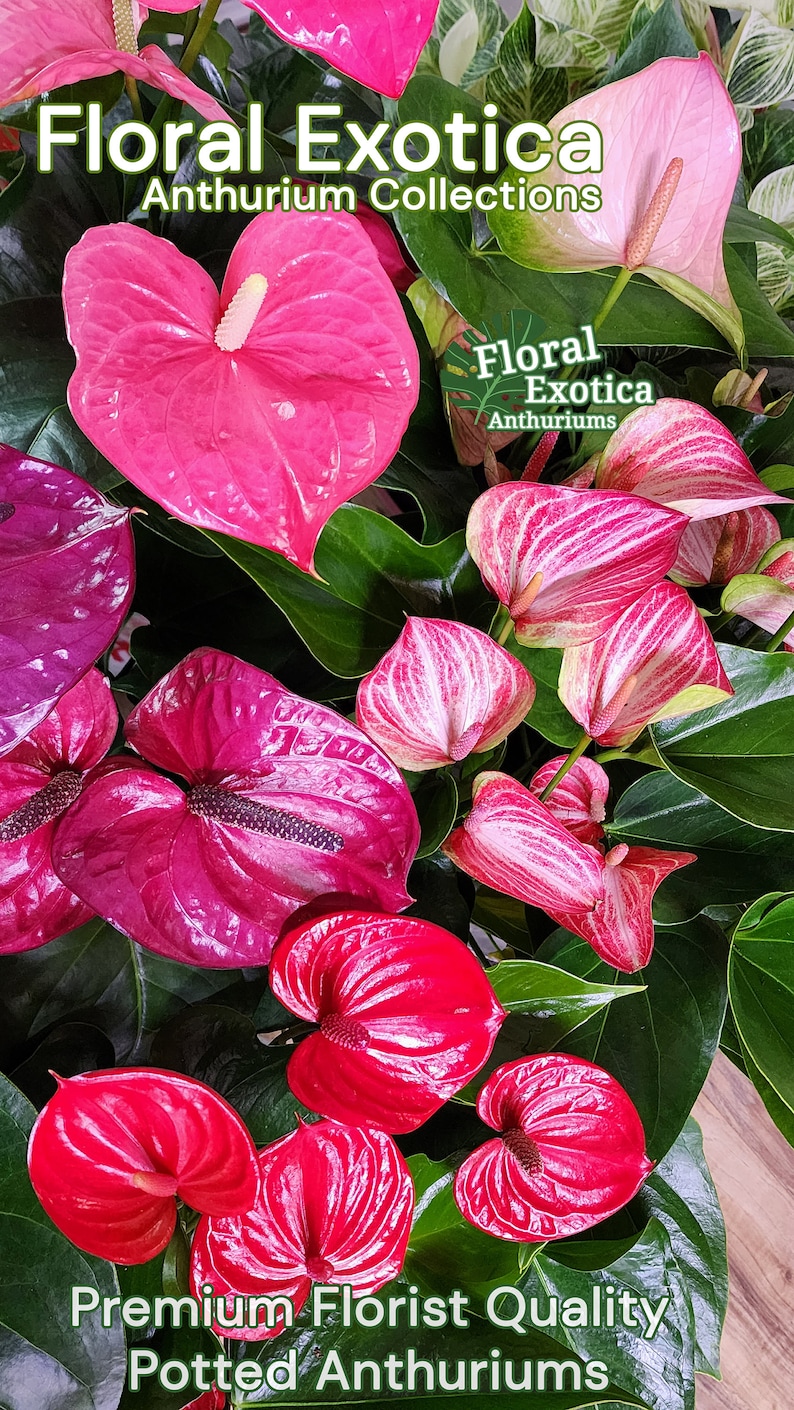 Anthurium Maine Premium Pink Anthurium 6 Pot - Etsy