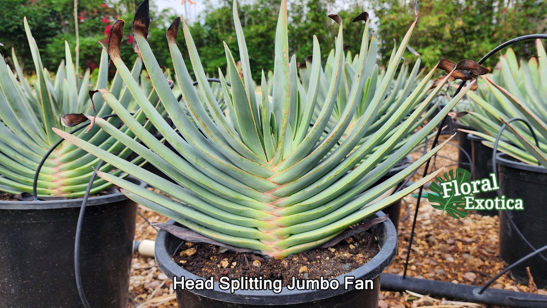 Fan Aloe Plicatilis 5 Gal Mature Specimen 12 Leaves Slow Growing Fan ...