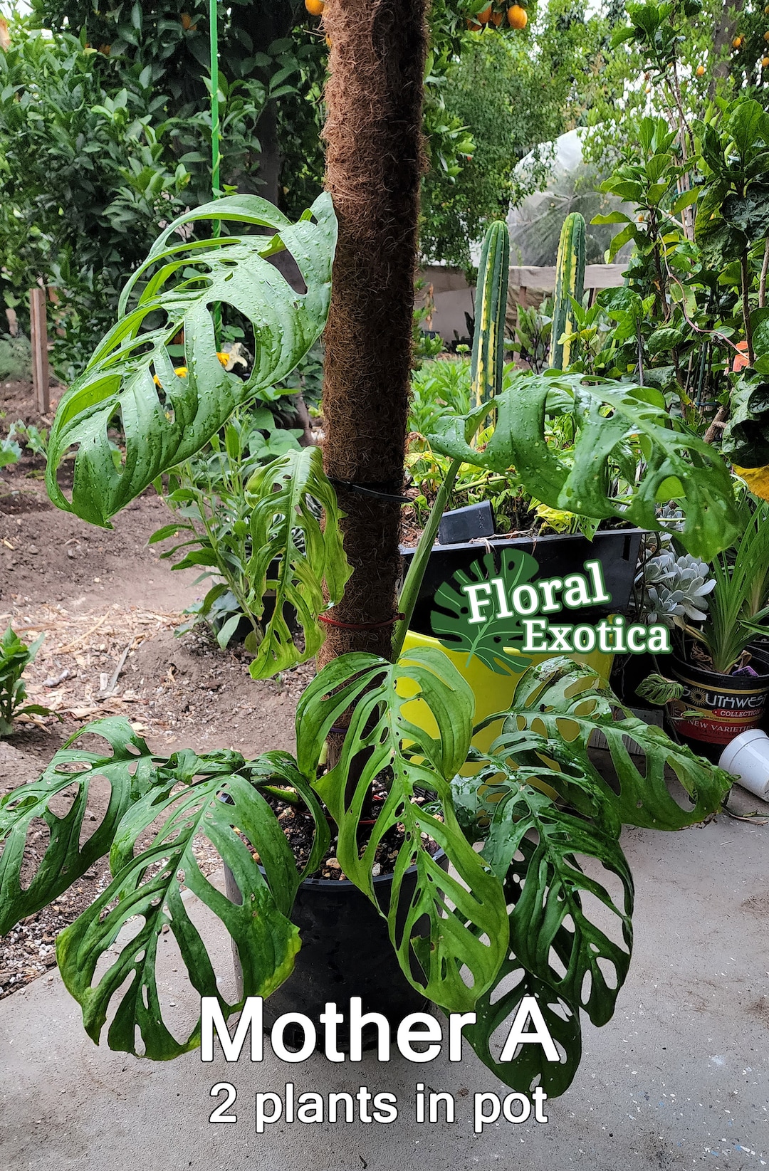 Buy Monstera Esqueleto Formerly Monster Epipremnoides Extra Large Size ...