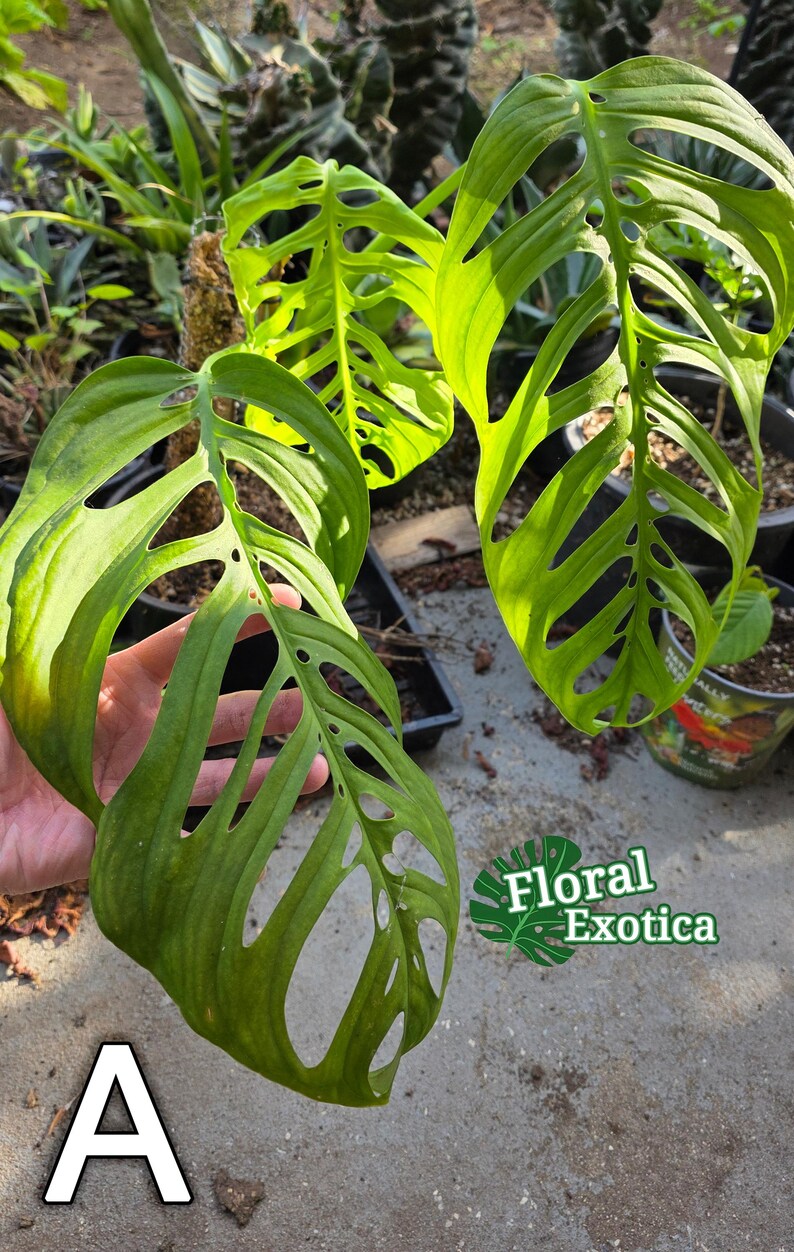 Monstera Esqueleto - Formerly Monster Epipremnoides - Extra Large Size ...