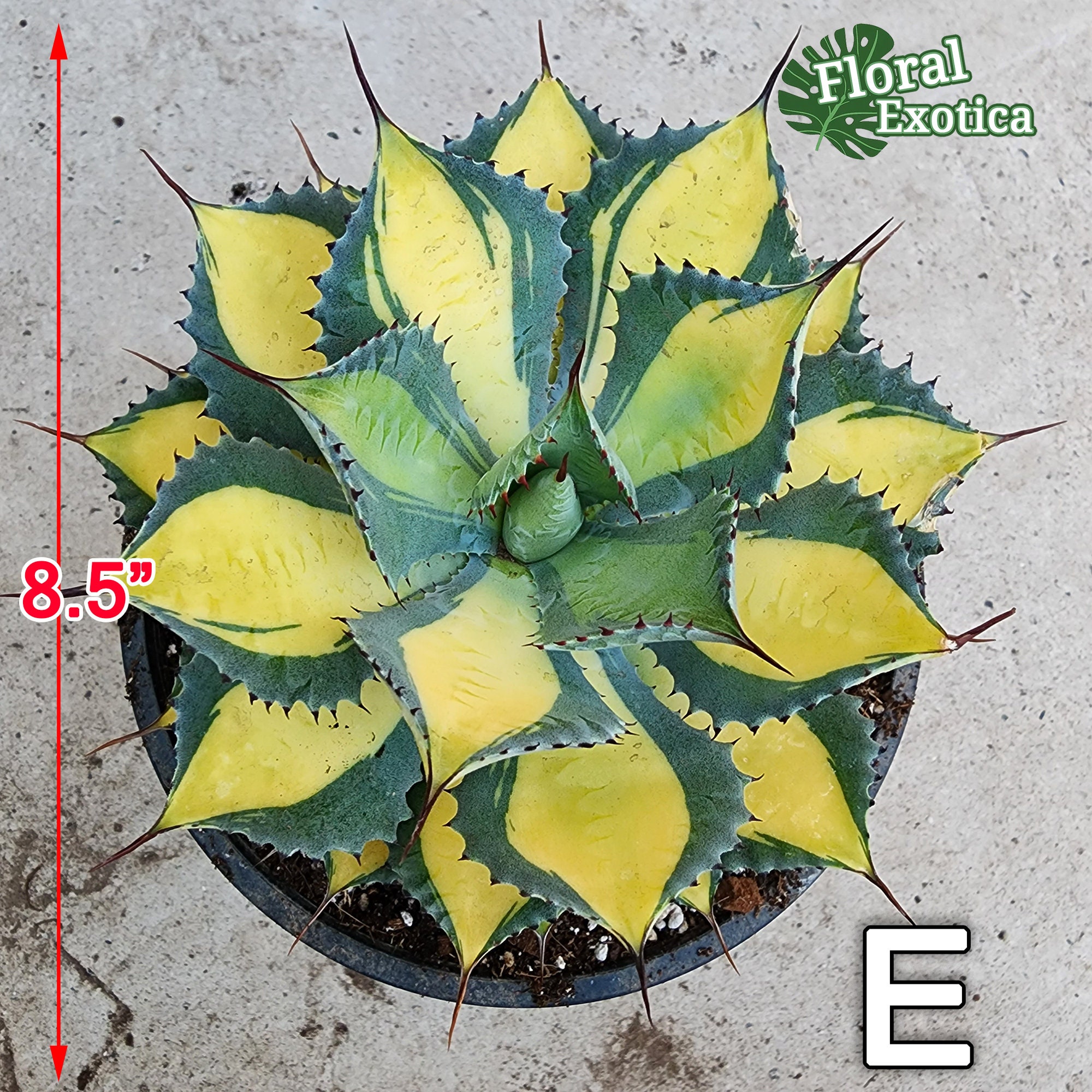 Agave Isthmensis "rum Runner" - アガベ ポタトラム 山宅雷神 極上錦/黄中斑 - 龍舌蘭専門店 ...