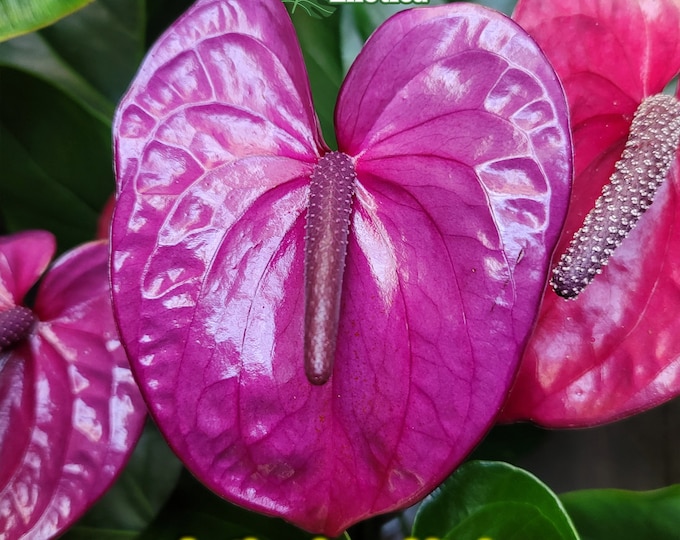 Purple Anthurium - 4" From Tropical Ambiance - Etsy