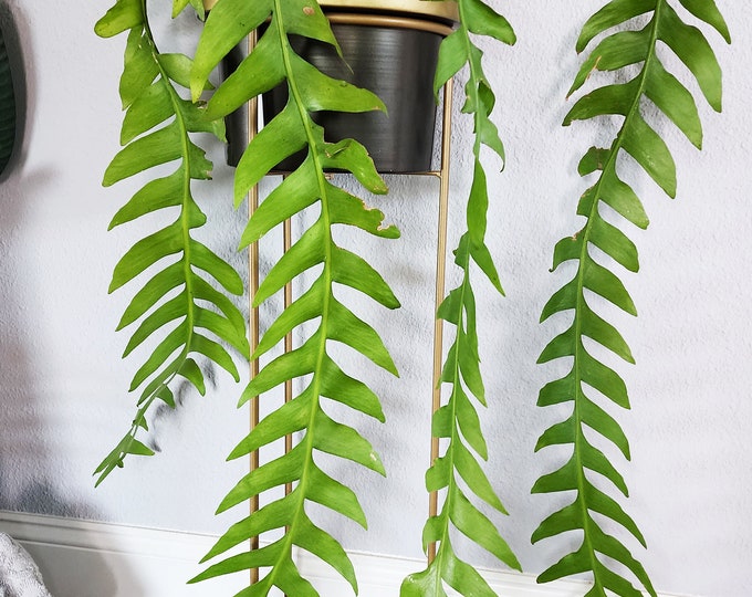 Fern Leaf Cactus Rare Shark Teeth CUATUS Cutting Rare Houseplants Live ...