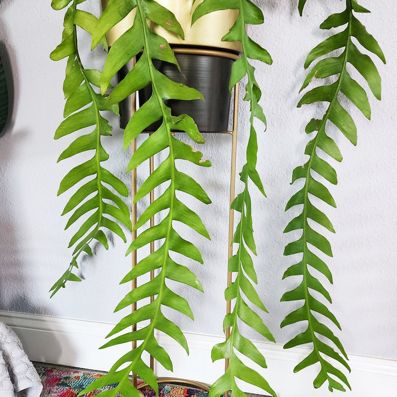 Fern Leaf Cactus - Etsy