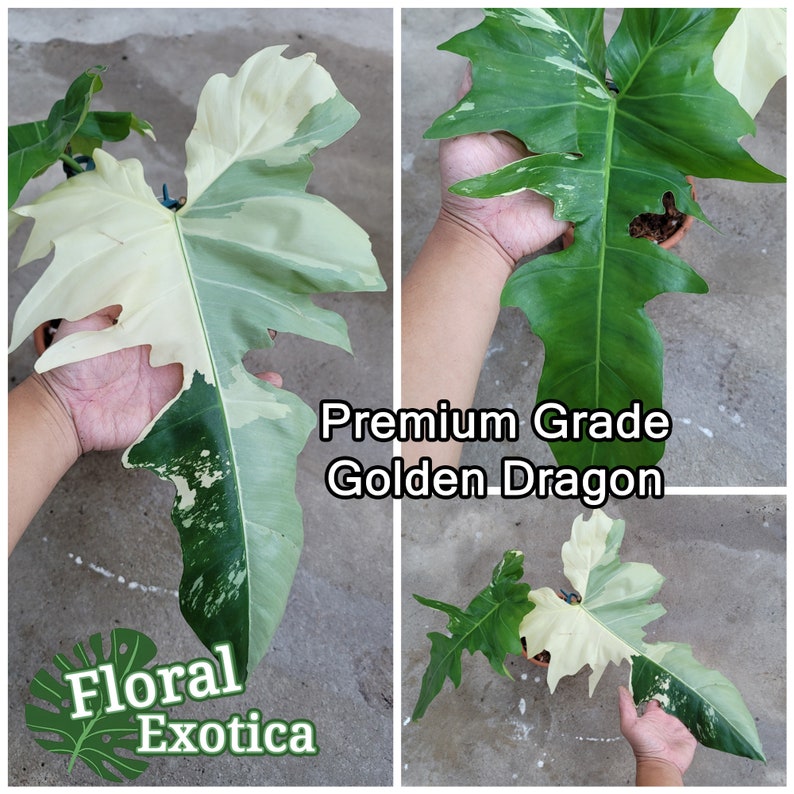 Premium Quality Variegated Golden Dragon Philodendron Ultra - Etsy