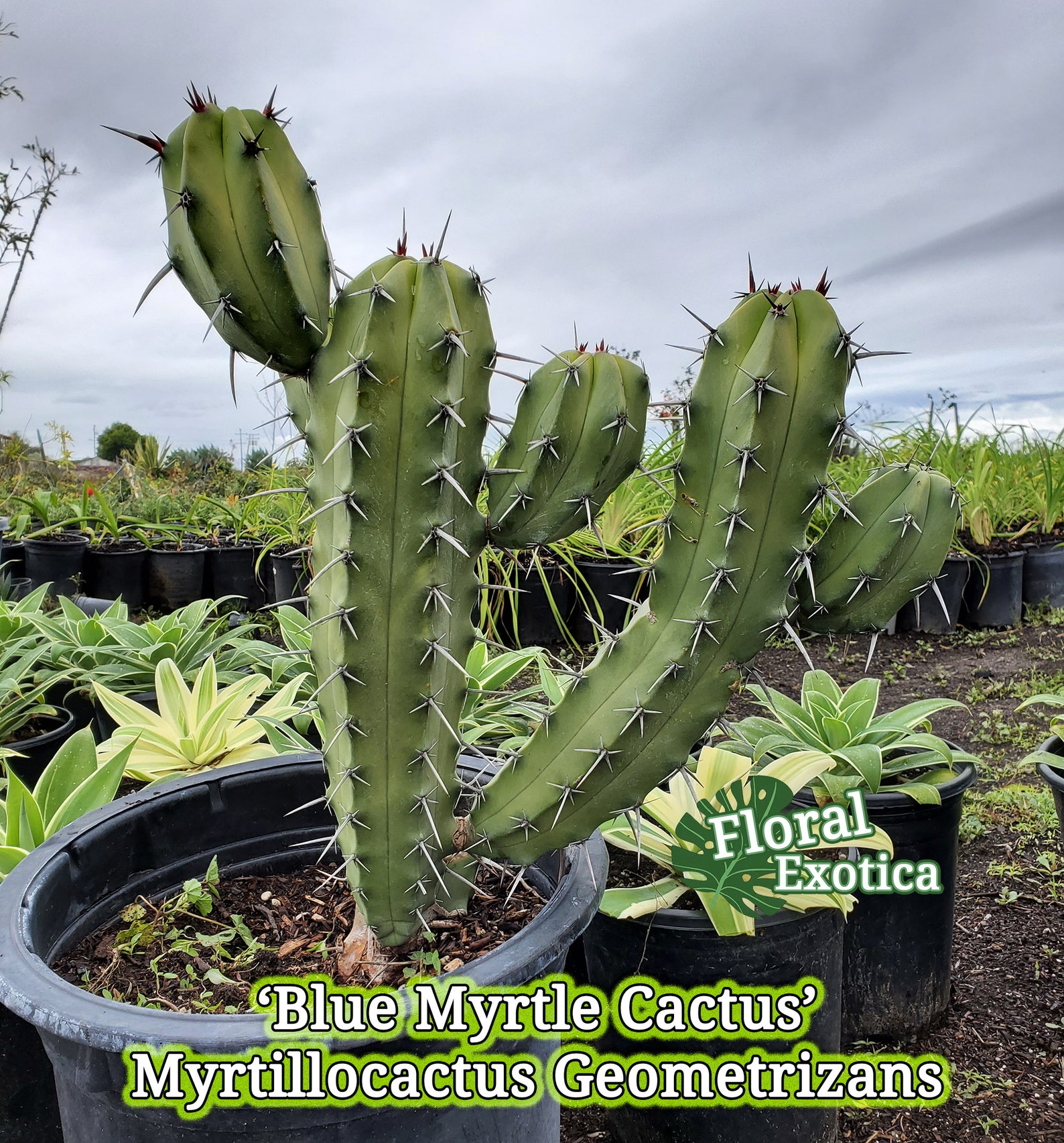 Blue Myrtle-bilberry Cactus Blueboys Myrtillocactus - Etsy
