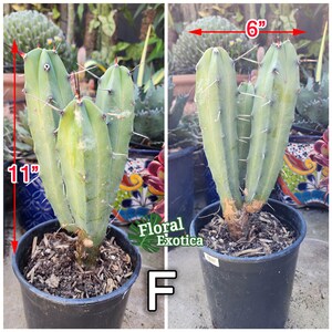 Blue Myrtle-bilberry Cactus Blueboys Myrtillocactus Geometrizans ...