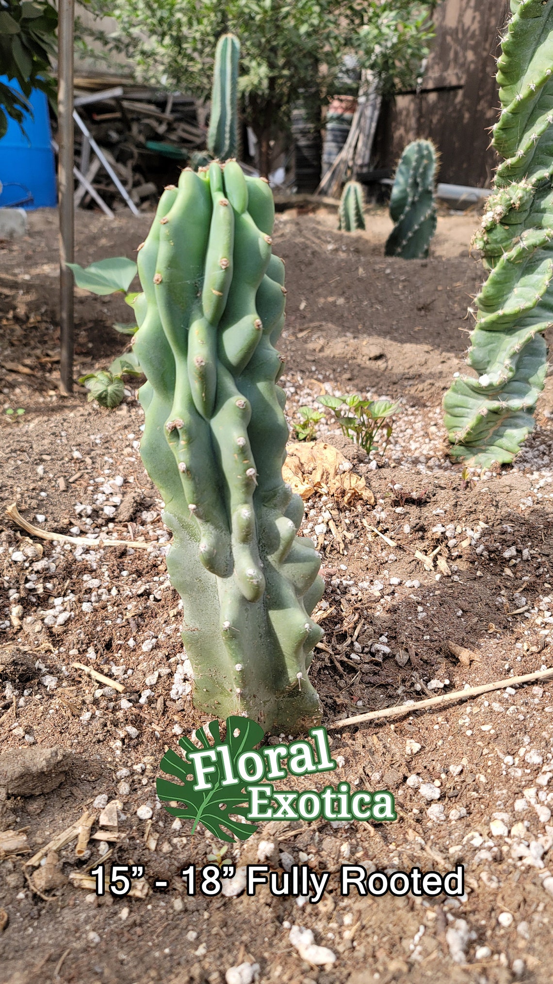 Blue Monstrose Peruvian Cactus Cuttings Rare Strain of Apple | Etsy