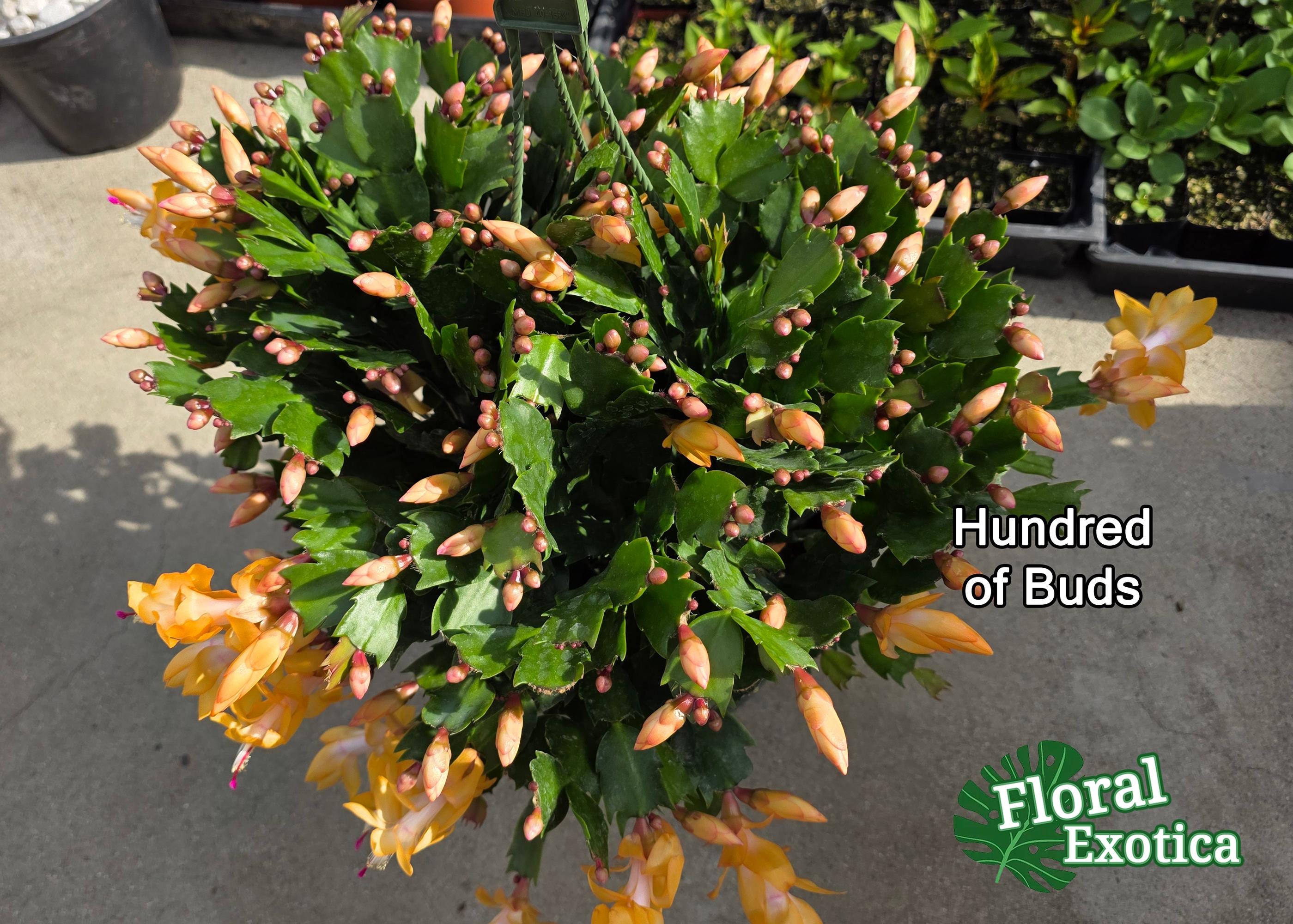 Yellow Thanksgiving Cactus - Bright Yellow Thor Sophia - Rooted Plant ...
