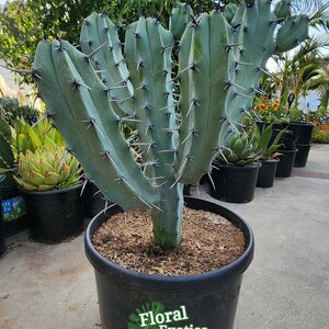 Blue Myrtle-bilberry Cactus Blueboys Myrtillocactus Geometrizans ...