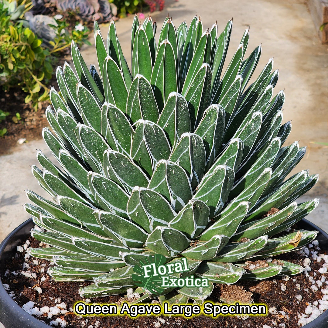 Queen Agave Jumbo Specimen One Time Only Listing アガベ 龍舌蘭専門店 Specialty ...