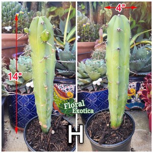 Blue Myrtle-bilberry Cactus Blueboys Myrtillocactus Geometrizans ...