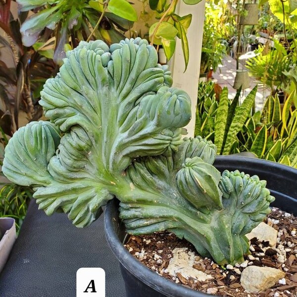 Blue Crested Cactus - Etsy