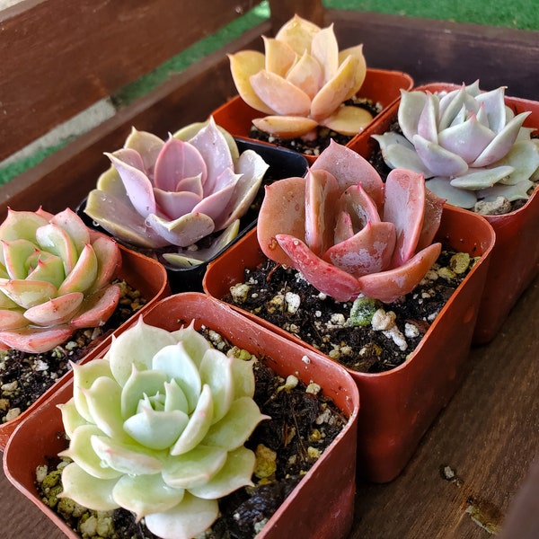 Rosette Succulents - Etsy