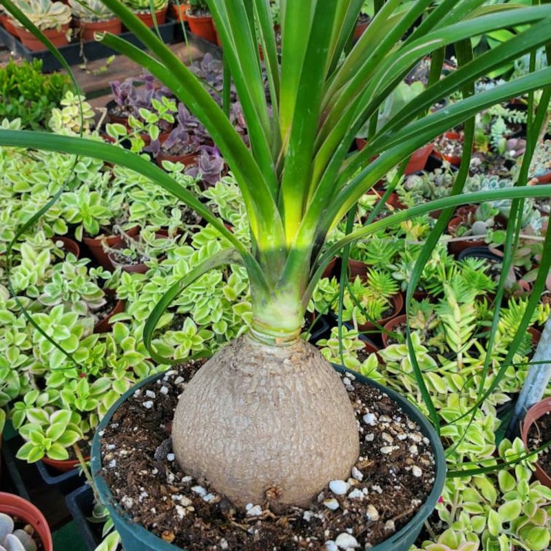 Elephant Foot Plant - Etsy