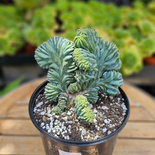 Blue Crested Cactus - Etsy