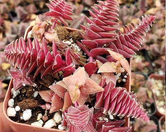 Red Pagoda Crassula - Etsy
