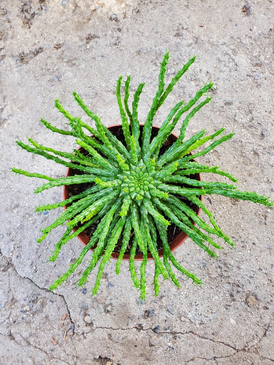 Rare Euphorbia Flanaganii Medusa's Head Cactus|large Medusa Head ...