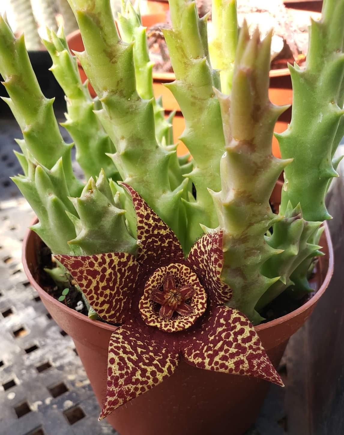 Orbea Variegata Starfish Plant - Etsy Canada