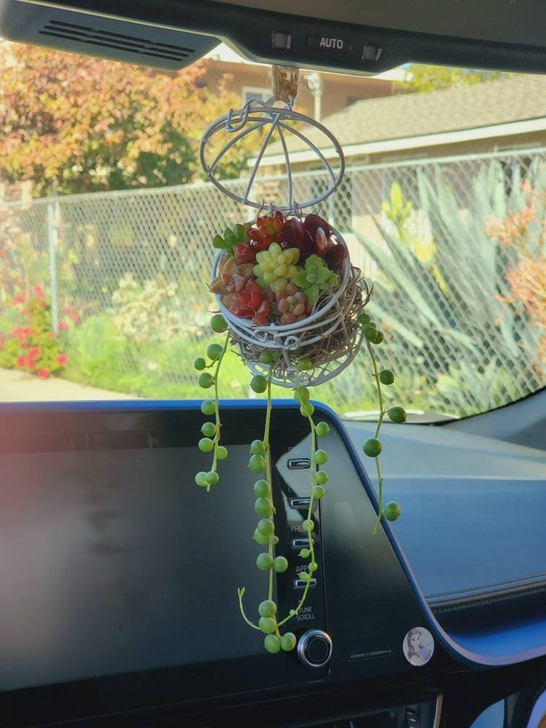Fairy Succulents in a Mini Bird Cage Arrangement|pixie Succulents ...