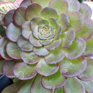 Aeonium Premium Pack|beautiful Aeonium Collection|colorful Aeoniums ...