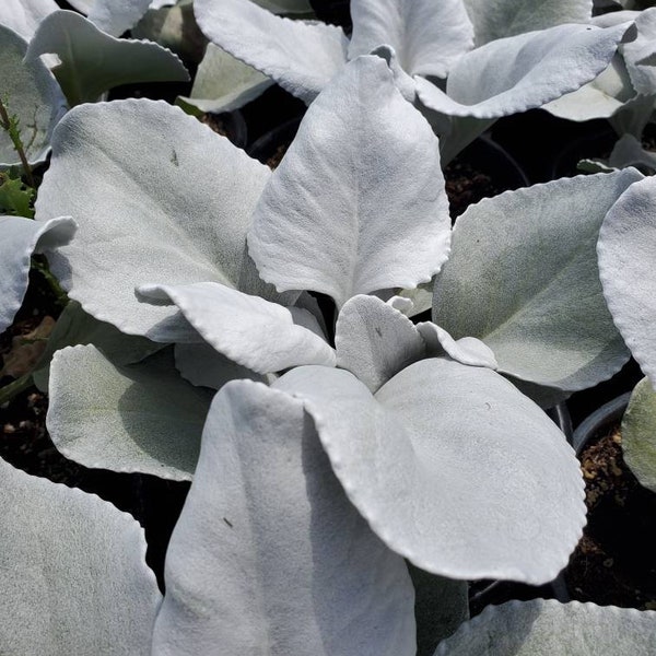 Butterfly Wing Plant - Etsy