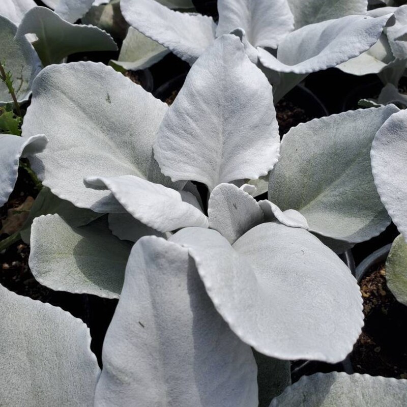 Butterfly Wing Plant - Etsy