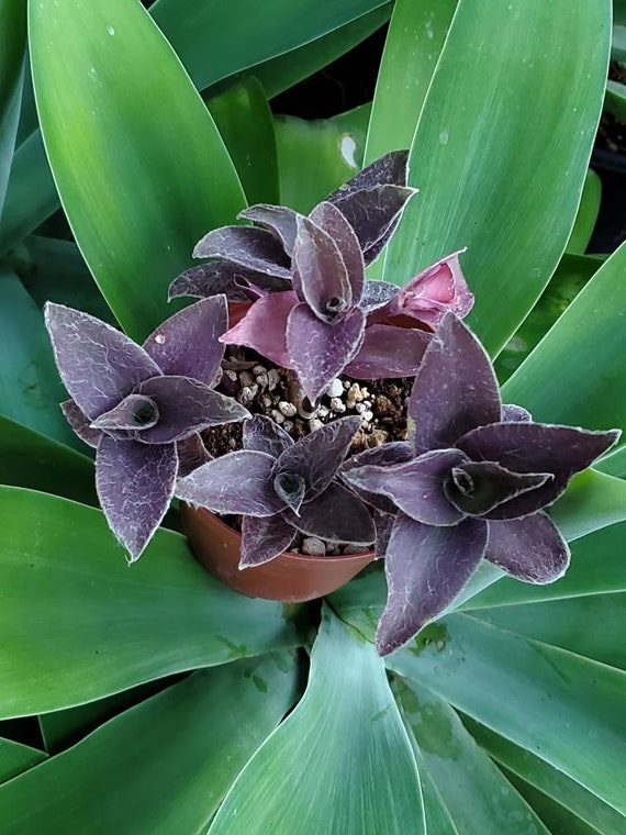Tradescantia Pallida 'pale Puma' Purple Plant Easy - Etsy