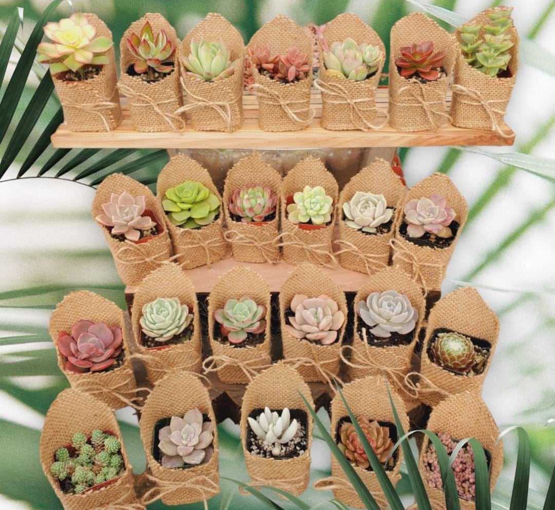 Succulent Party Favors in Burlap | Party Favors | Succulent Theme Party ...