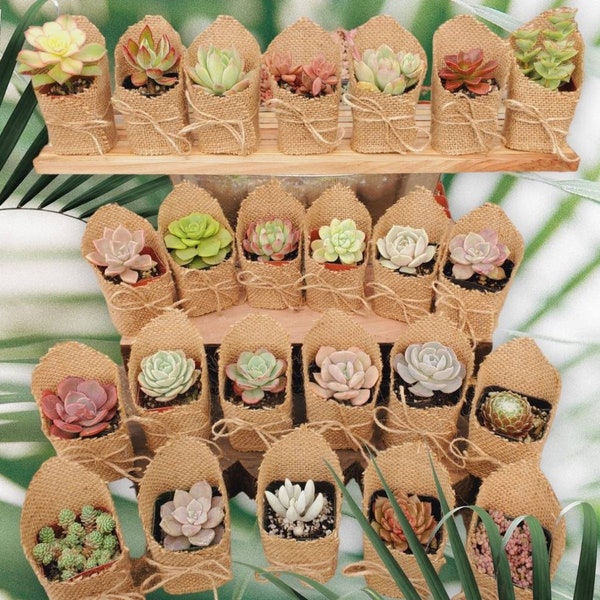 Succulent Party Favors - Etsy