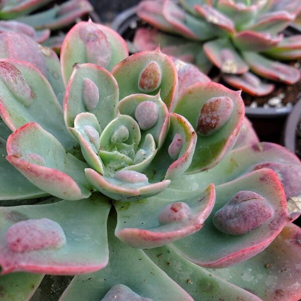 Colorful Succulents - Etsy