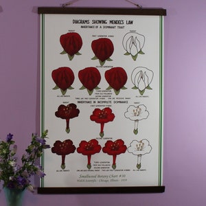 Flower Color Genetics Classroom Chart | Etsy
