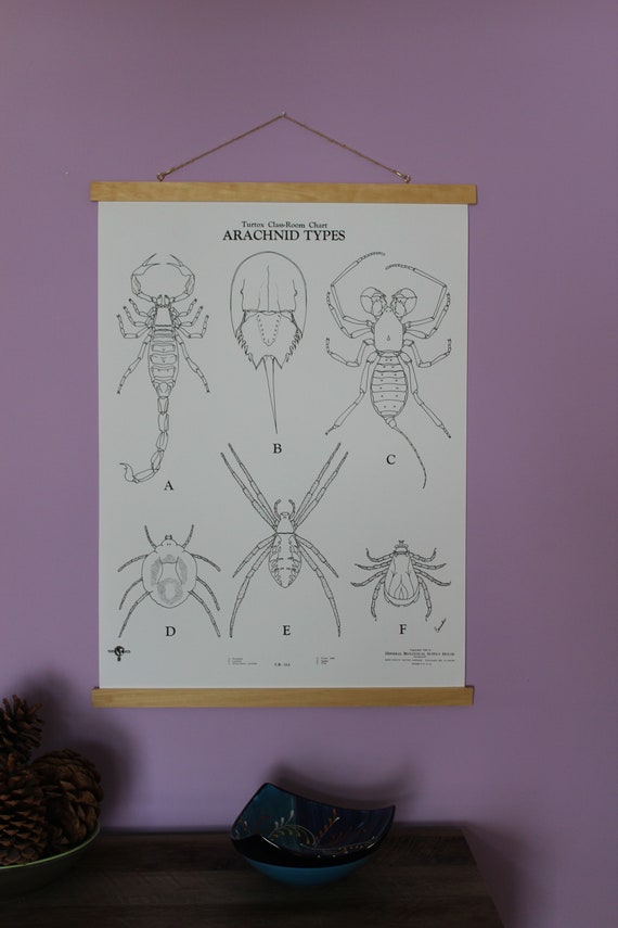 Arachnid Types Classroom Chart - Etsy Ireland
