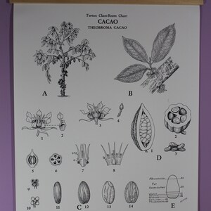 Cacao Classroom Chart | Etsy