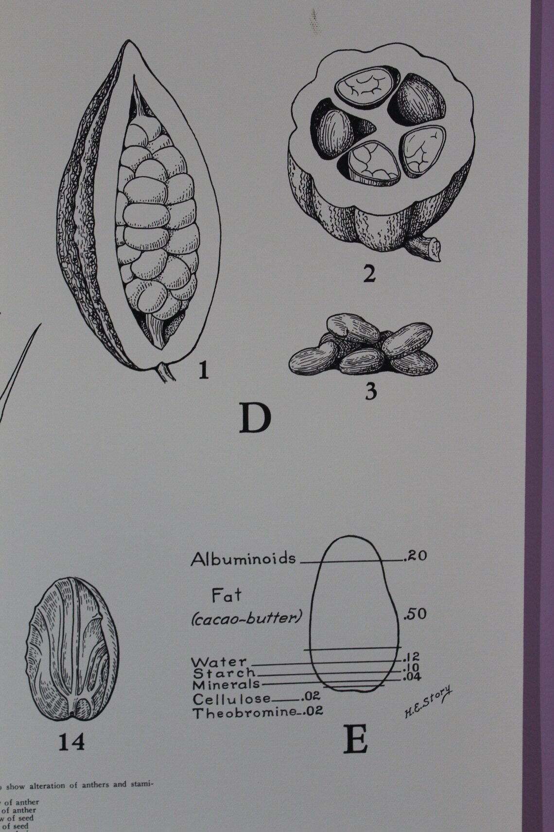 Cacao Classroom Chart | Etsy