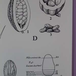 Cacao Classroom Chart | Etsy