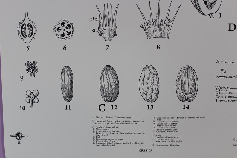 Cacao Classroom Chart | Etsy