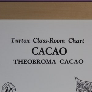 Cacao Classroom Chart | Etsy