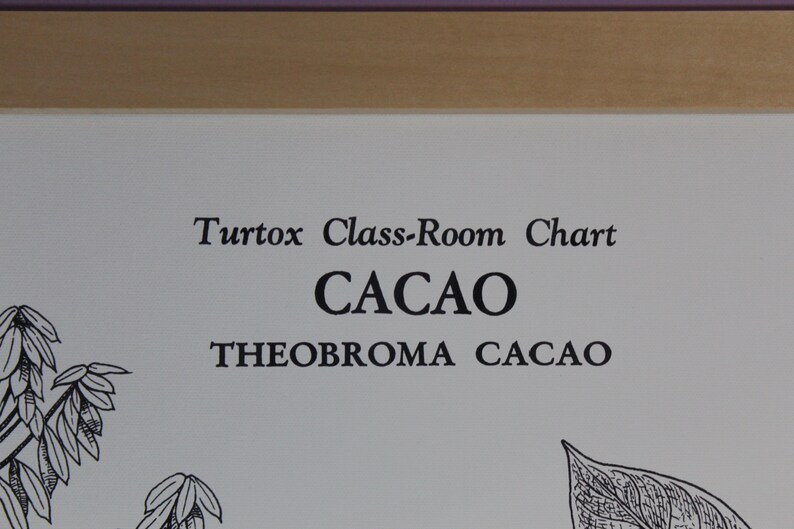 Cacao Classroom Chart | Etsy