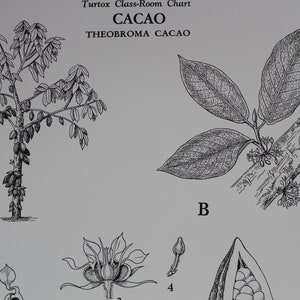 Cacao Classroom Chart | Etsy