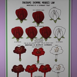 Flower Color Genetics Classroom Chart | Etsy