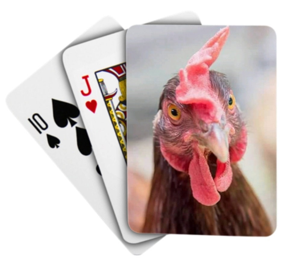 Chicken Playing Cards, Deck of Cards, Standard Deck, Backyard Chickens ...
