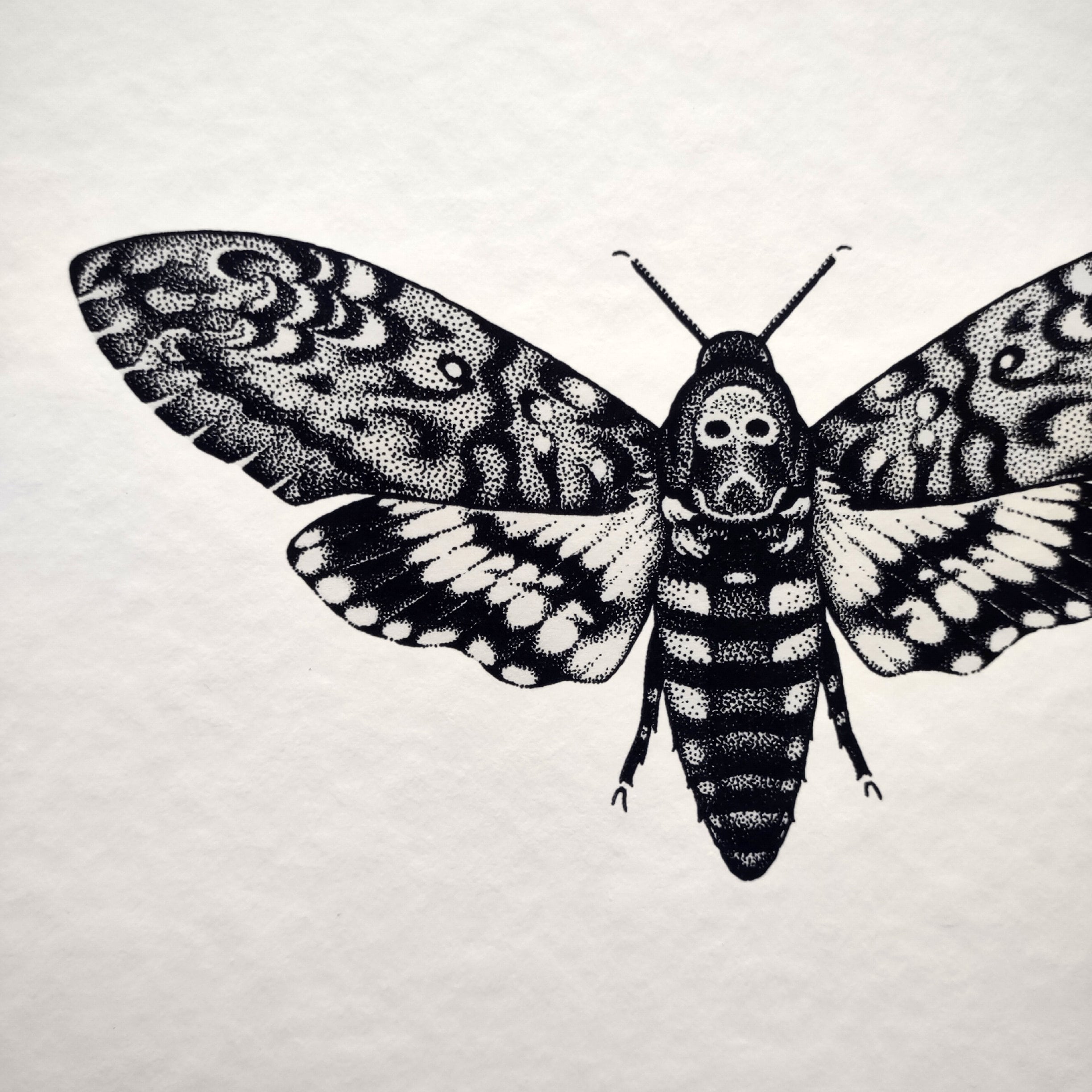 Moth | Death's-head Hawkmoth | Acherontia Atropos | Skull | Dotwork ...
