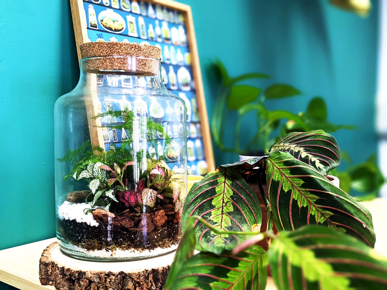 DIY Tall Light up Closed Terrarium Beginners Closed Terrarium Kit ...