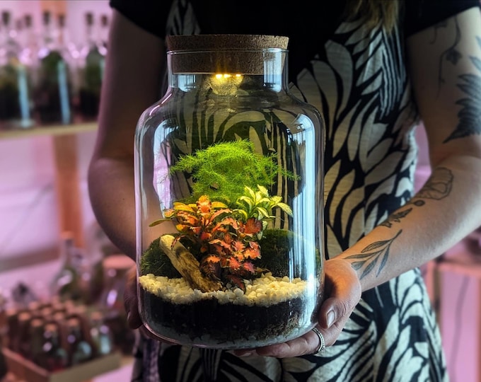 Large LED Terrarium Kit - With Plants - Etsy UK