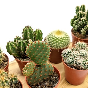 Small Cactus Plants • Random Cacti Selection • 5cm Pots • Open ...