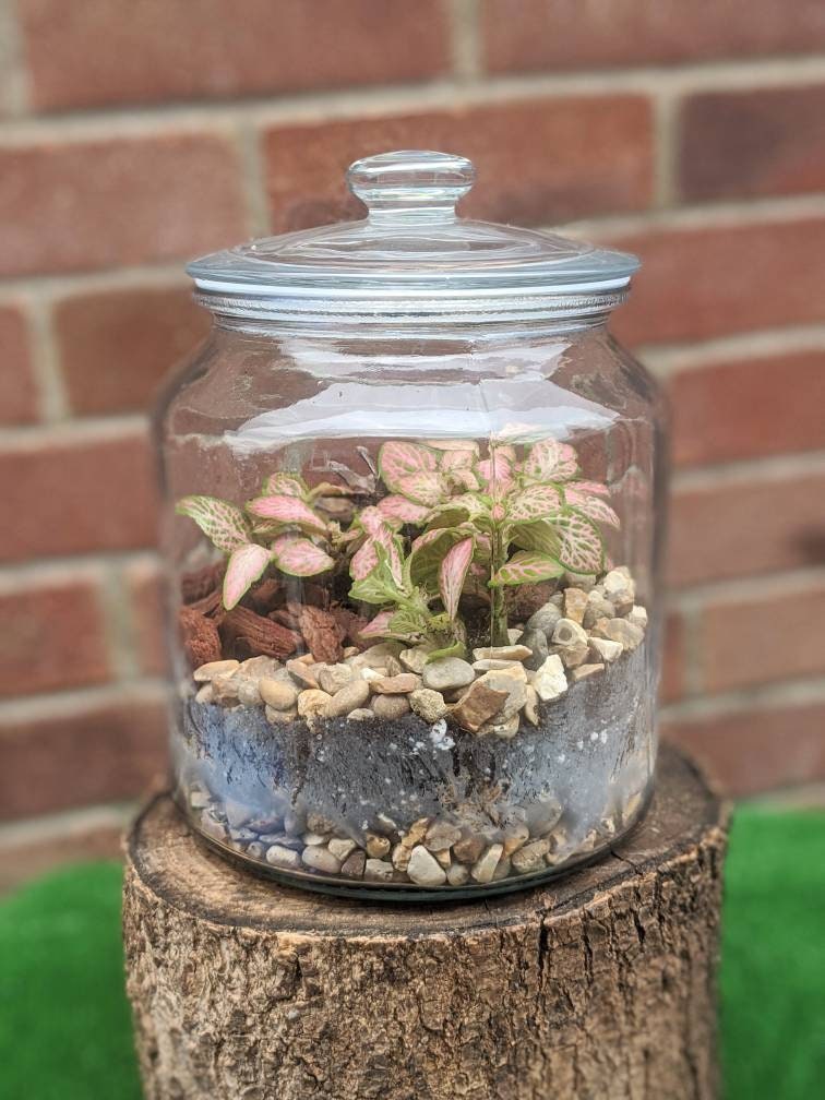 DIY Fittonia Forest Terrarium Fairy Garden Closed | Etsy