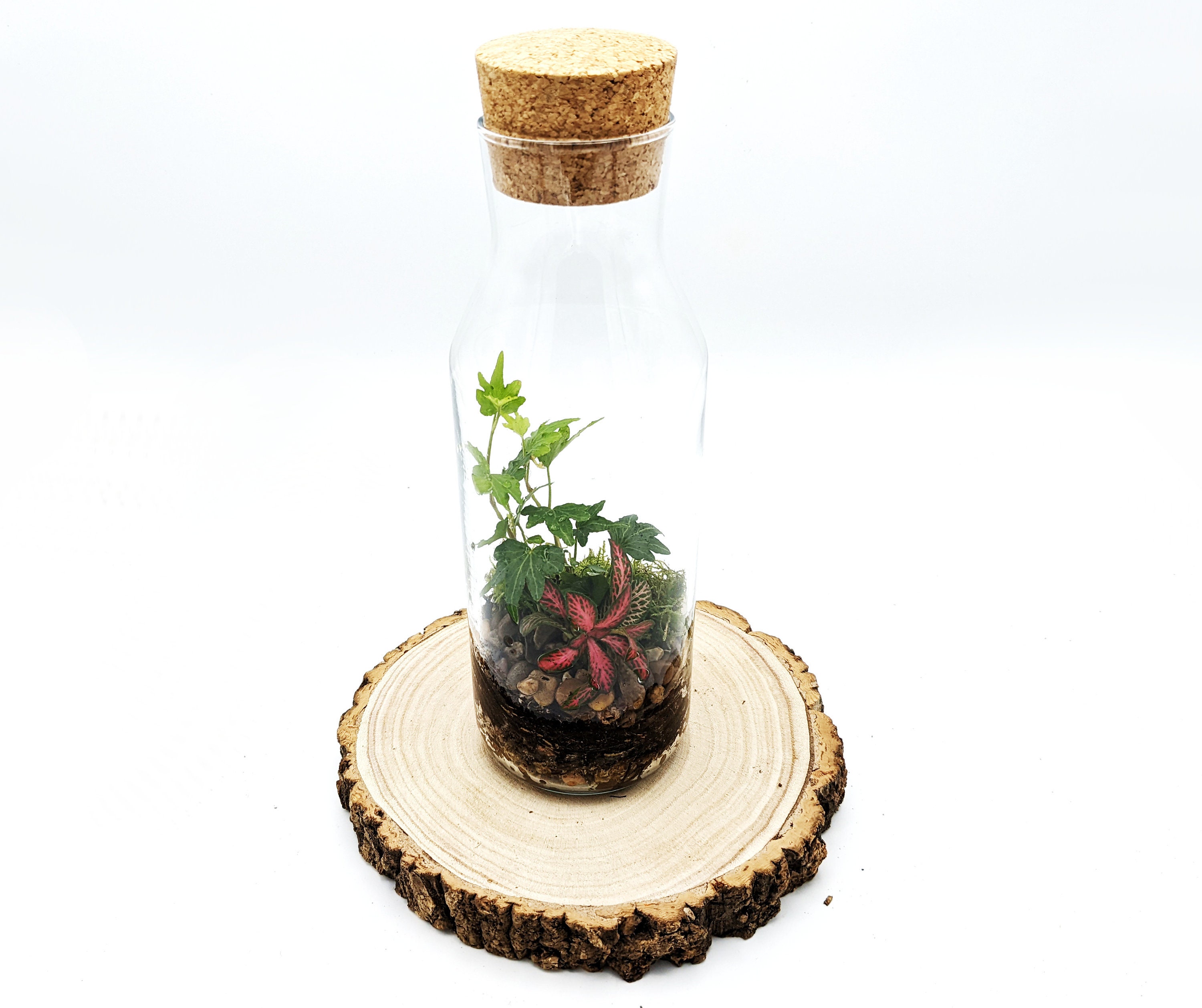 DIY 1L Cork Top Terrarium Fairy Garden Closed Terrarium | Etsy